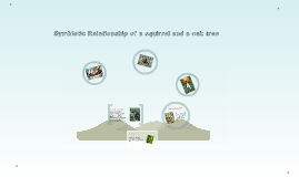 Symbiotic Relationship of a squirel and a oak tree by Cara Mckinstry on ...