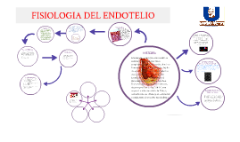 FICIOLOGIA DEL ENDOTELIO by on Prezi