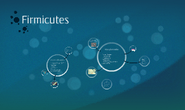 Ginseng by Jenny Bobo on Prezi