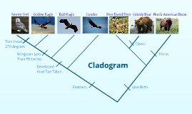 cladogram !!!!!! by Isabella Bowers on Prezi