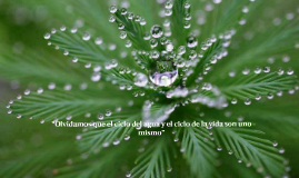 TRANSPIRACION Y GUTACION by wilmer narvaez on Prezi