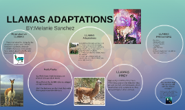 LLAMAs ADAPTATION by on Prezi