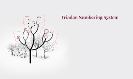 Triadan Numbering System by Lis Brennan on Prezi
