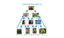 South American Savanna Food Web