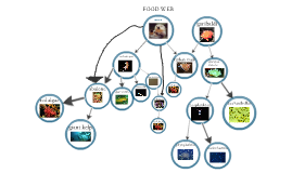 food web by jenna hutchinson on Prezi
