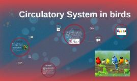 Circulatory system in birds by Maria Alejandra Motta on Prezi