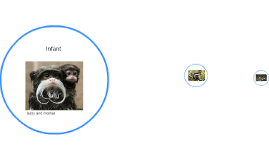 Emperor Tamarin Life Cycle Diagram by Lauren Paik on Prezi