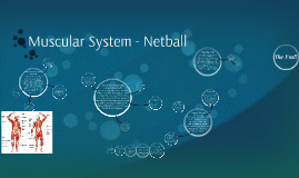 Muscular System - Netball by Emma Fitzgerald on Prezi