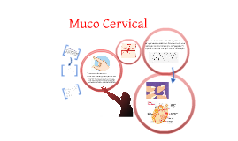 Muco cervical by Thaiane Pareira on Prezi