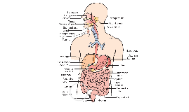 Bread Digestion by Kelly Kunz on Prezi