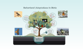 Behavioral Adaptations in Birds by Madeleine Mullane on Prezi