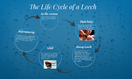 The Life Cycle of a Leech by It's Warner L.E.E on Prezi