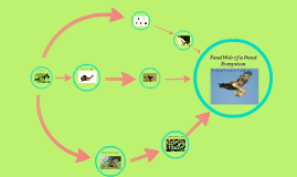 Lakes And Ponds Food Web