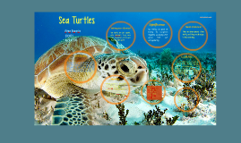 Sea Turtle Speech by Alexa Esparza on Prezi