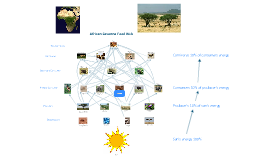 African Savanna Food Web by alex c on Prezi