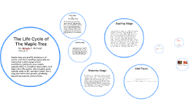 The Life Cycle of The Maple Tree by mikayla mcveigh on Prezi