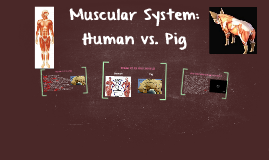 Muscular System: Human vs. Pig by Alexia Pinösch on Prezi