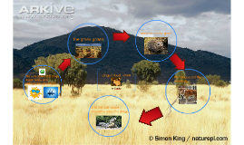 dingo's food chain by Zali Schwarz on Prezi