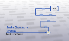 Snake Circulatory System by Bradley Steuer on Prezi
