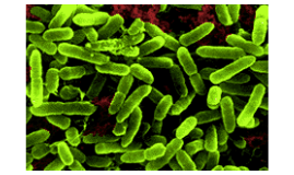 Monerans by MATS warrior Science on Prezi