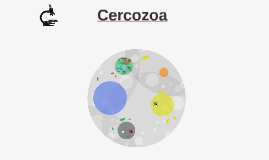 Cercozoa by Selah Schmaltz on Prezi