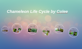 Chameleon life cycle by Colee by Ashleigh Swanson on Prezi