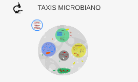 FOTOTAXIS Y QUIMIOTAXIS by Diego Castiblanco on Prezi