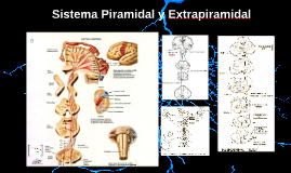 Sistema Piramidal y Extrapiramidal by William Morales on Prezi