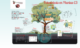 Fotorrespiración. Plantas C4 y C3 by Maru romero on Prezi