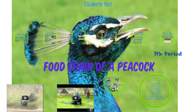 Peacock Food Chain by Elizabeth Yost on Prezi