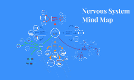 Nervous System Mind Map by Raquel Sousa on Prezi