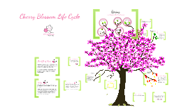 Cherry Blossom Life Cycle by National Cherry Blossom Festival on Prezi