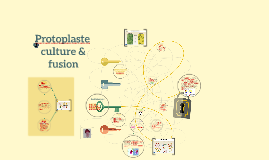 culture et fusion des protoplastes by saied fafa on Prezi