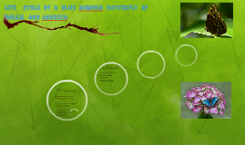 life cycle of a blue morpho butterfly by Amy Jones on Prezi
