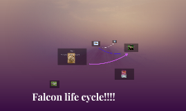 The life cycle of a Peregrine Falcon. by Erick Calzada on Prezi