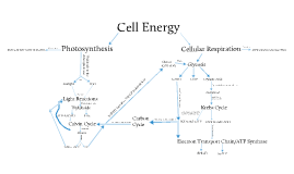 Photosynthesis and Cellular Respiration Concept Map by Spencer Hugo ...