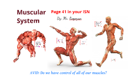 Muscular System - 7th Grade by William Begoyan on Prezi