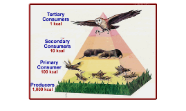Mono Lake Ecosystem Food Chain