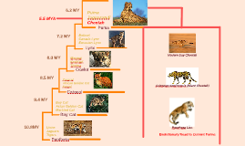 Evolution of the Cheetah by Hannah Joy Jumamoy on Prezi