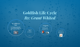Goldfish Life Cycle by jennifer whited on Prezi
