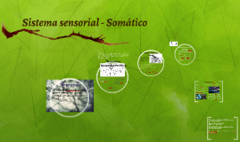 Sistema sensorial - Somático by AndRezz Cm on Prezi