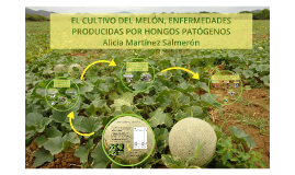 EL CULTIVO DEL MELÓN, ENFERMEDADES PRODUCIDAS POR HONGOS PAT by Alicia ...