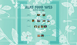 Alps Food Web by Erin Tamm on Prezi