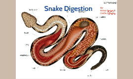 Careers and Professionalism 2 by Kelsey Deaver on Prezi