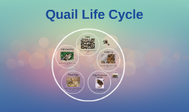 Quail Life Cycle by Maya Iglesias on Prezi