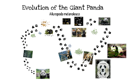 The Evolution of Giant Panda Bears by Kendra Lajoie on Prezi