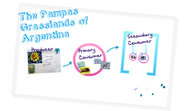 Food Chain Of the Pampas Grasslands of Argentina by Ali Harvey on Prezi