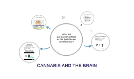 Poverty & Brain Development by Meghan Pritchard on Prezi