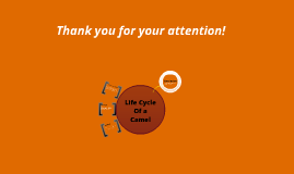 Life Cycle of a Camel by Jeannette Smalley on Prezi
