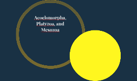 Chapter 8: Acoelomorpha, Platyzoa, and Mesozoa by Barry Sanders on Prezi